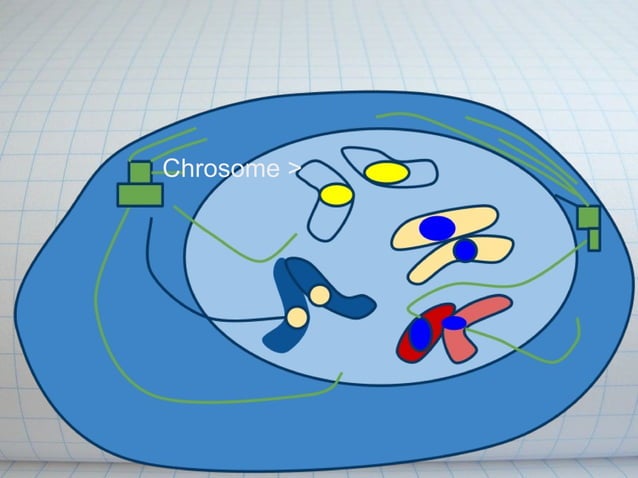 Mitosis- Ahmad Diab | PPT