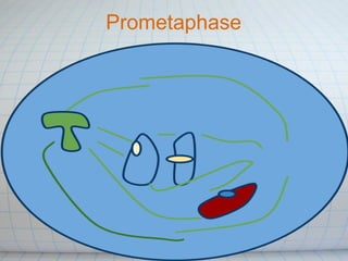 Mitosis- Ahmad Diab | PPT