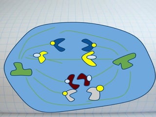 Mitosis- Ahmad Diab | PPT