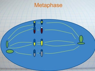 Mitosis- Ahmad Diab | PPT