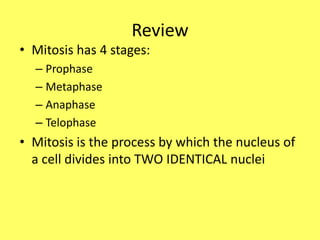 Mitosis | PPTX