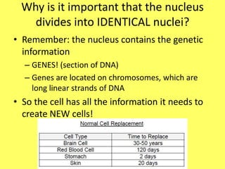 Mitosis | PPTX