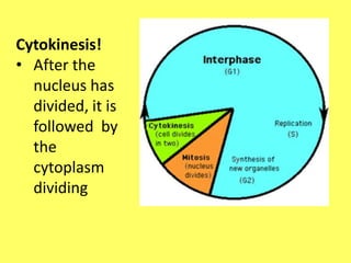 Mitosis | PPTX