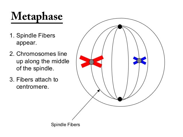 Where Fibers Attach During Mitosis