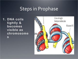 Mitosis | PPT