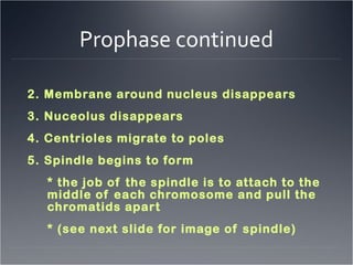 Mitosis | PPT