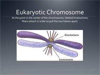 Mitosis | PPT