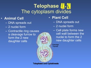 07 Mitosis | PPT