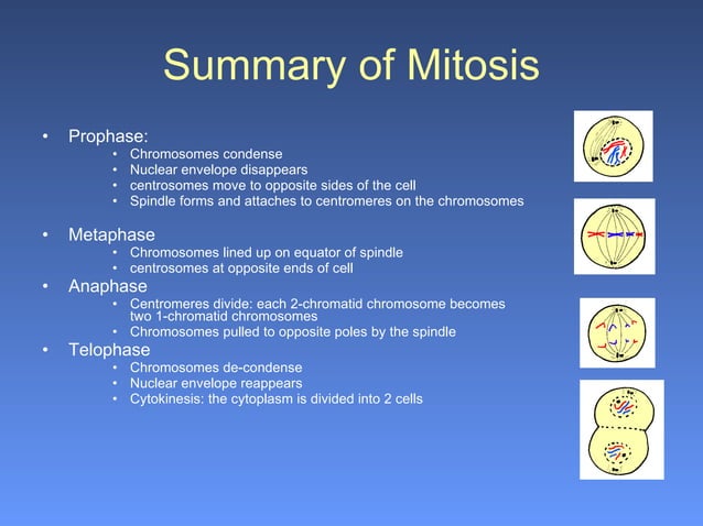 07 Mitosis | PPT