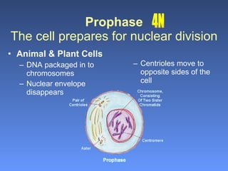 07 Mitosis | PPT