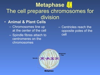 07 Mitosis | PPT