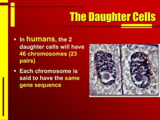 Mitosis-1 (2).ppt