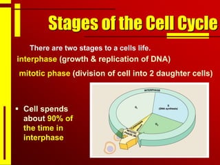 Mitosis-1 (2).ppt