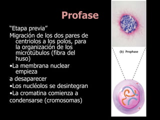 Mitosis | PPTX