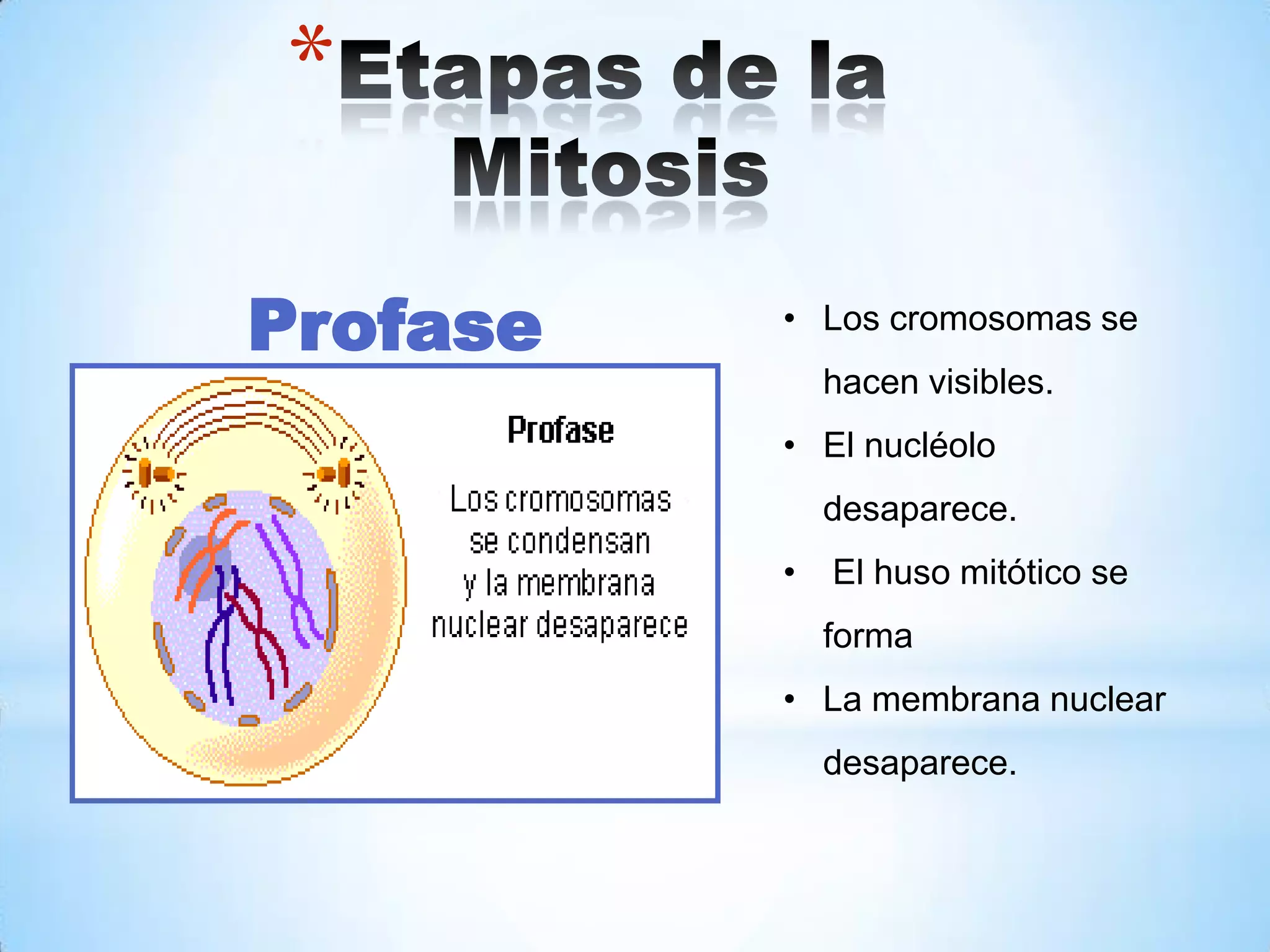 Mitosis | PPTX