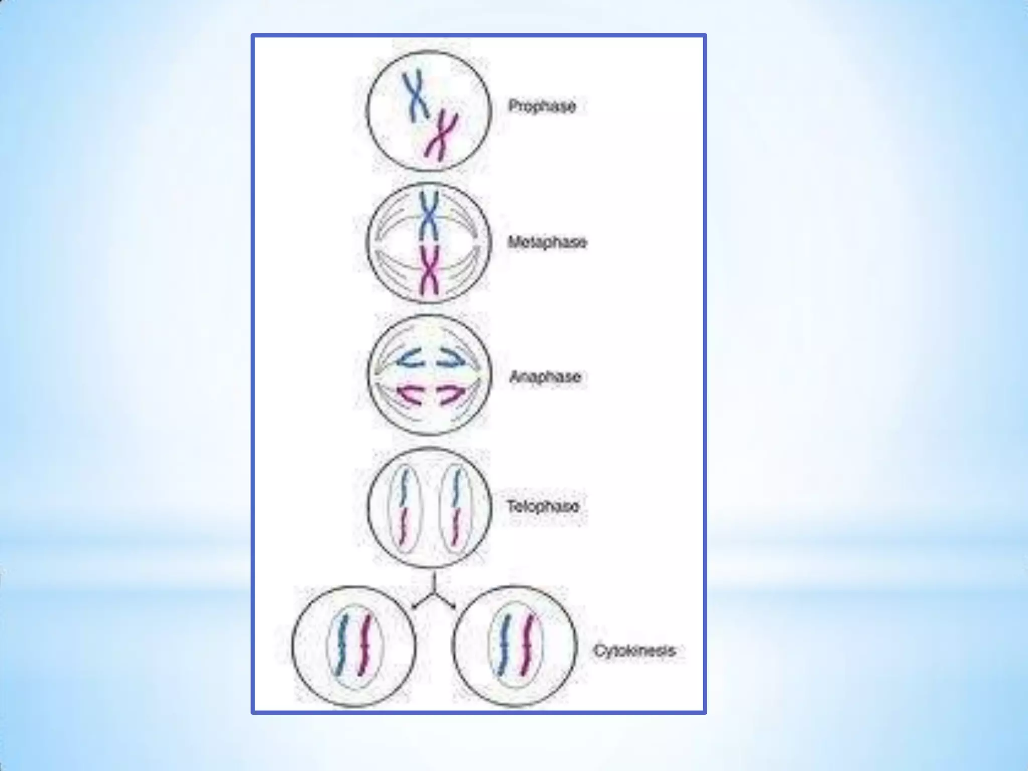 Mitosis | PPTX