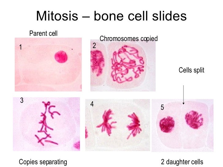 Mitosis