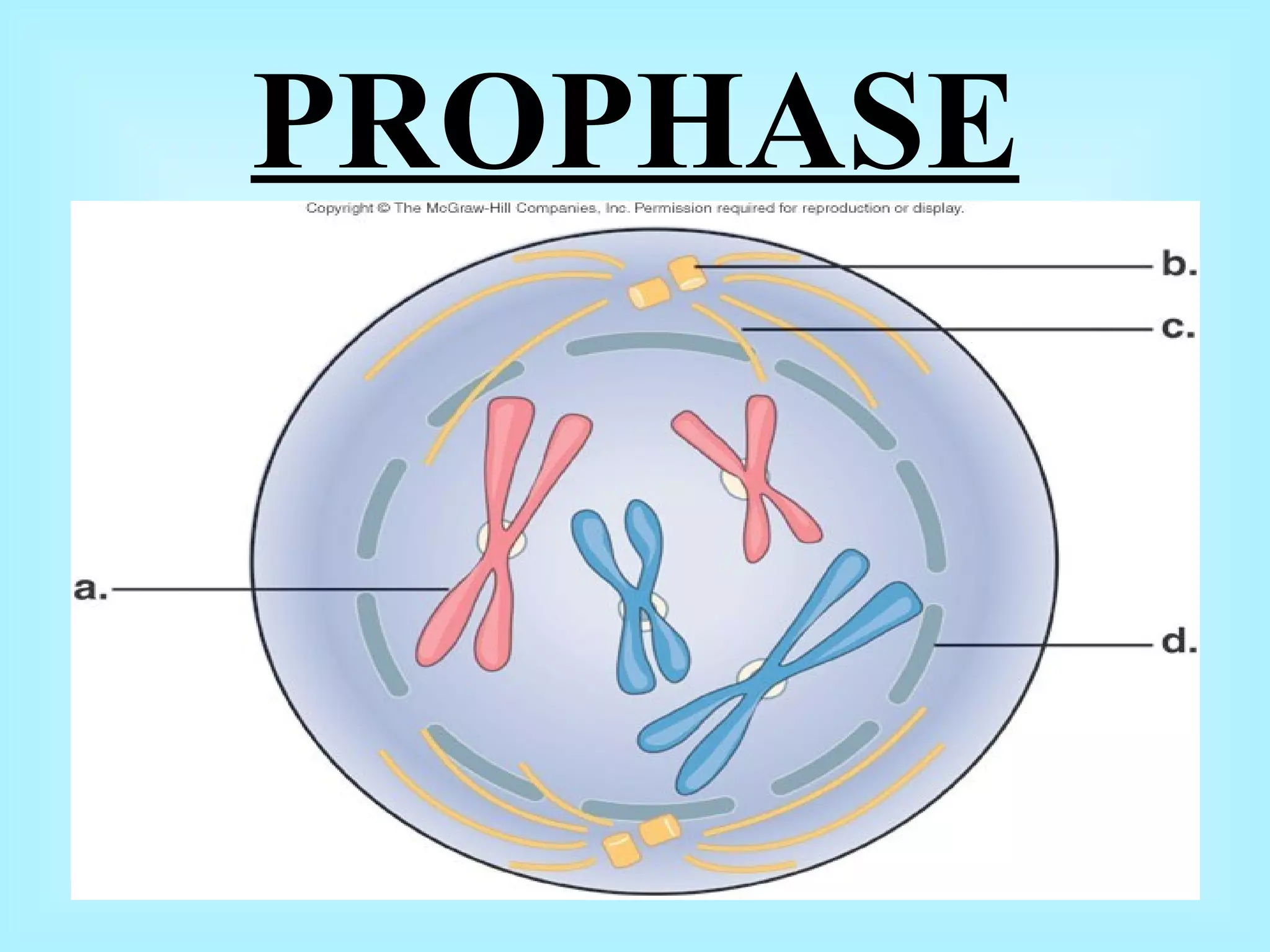Mitosis.ppt