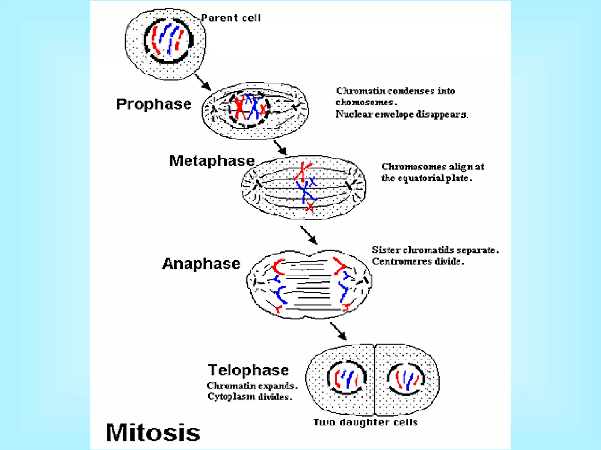 Mitosis.ppt