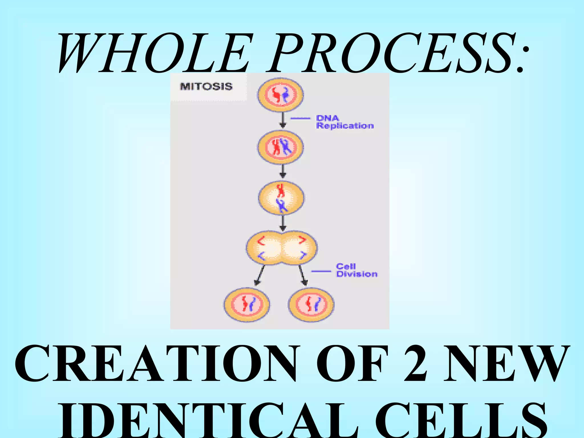 Mitosis.ppt