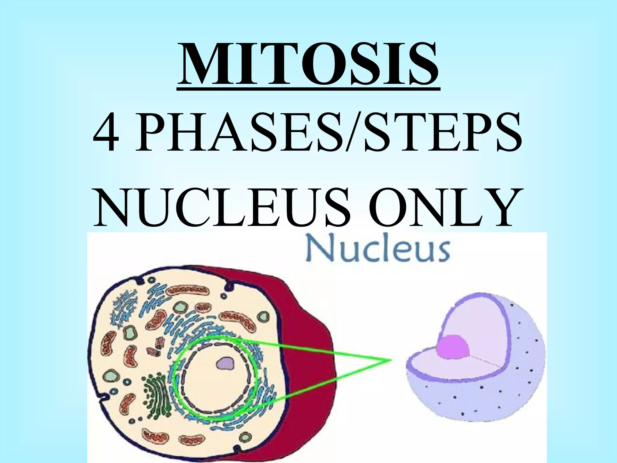 Mitosis.ppt