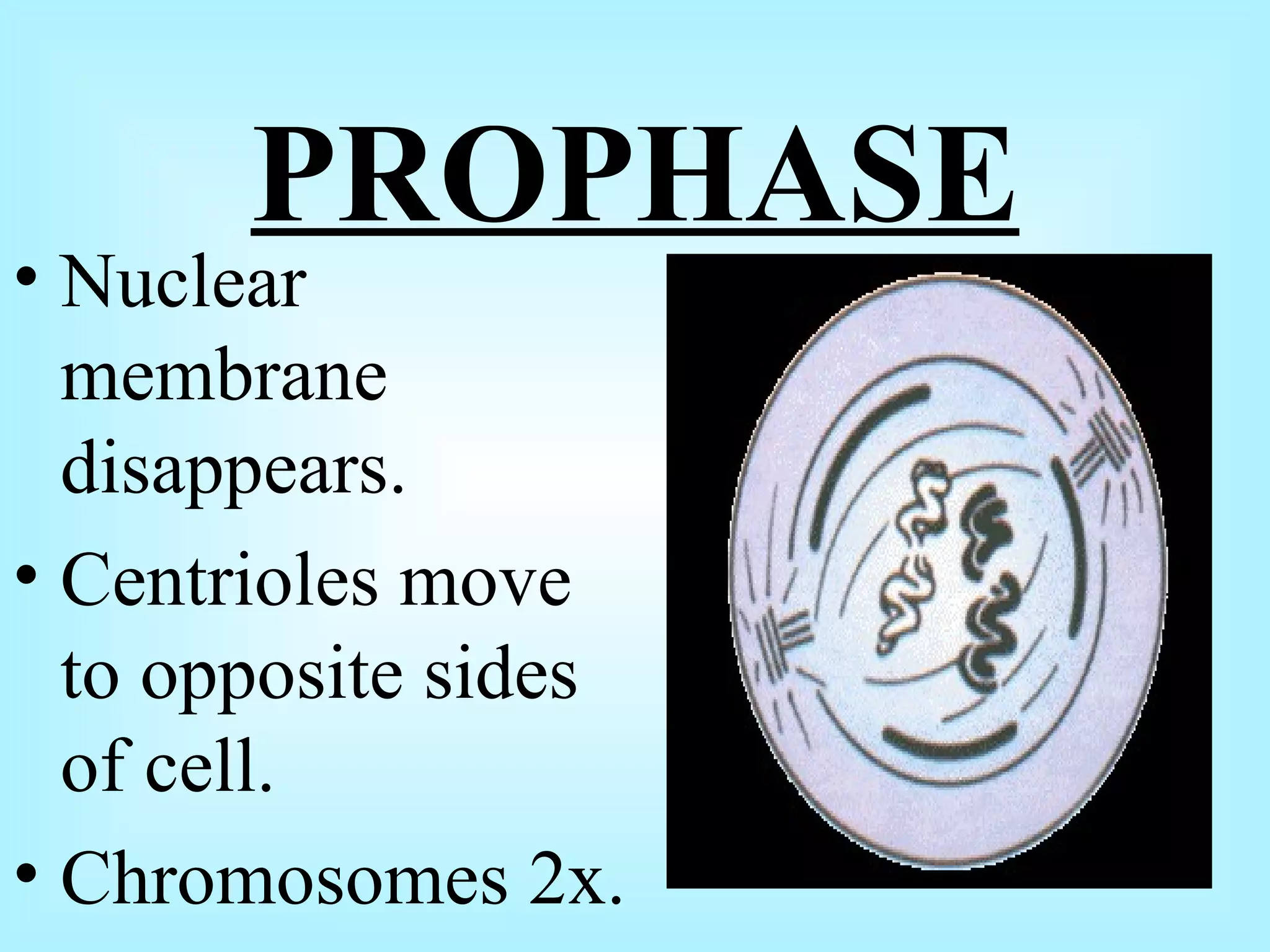 Mitosis.ppt