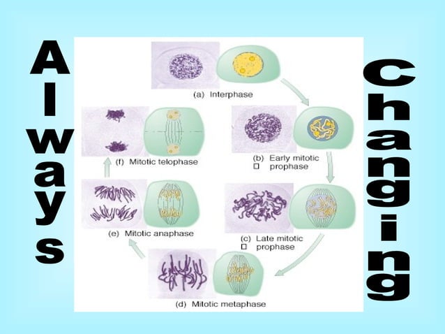 Mitosis.ppt | Biological Sciences | Science