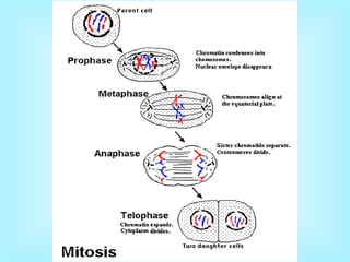 Mitosis.ppt