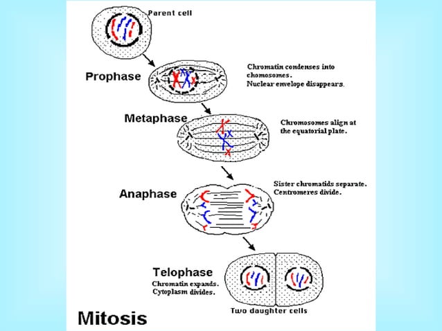 Mitosis.ppt | Biological Sciences | Science
