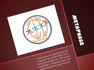 Mitosis Flipbook Powerpoint | PPT