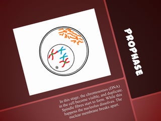 Mitosis Flipbook Powerpoint | PPTX