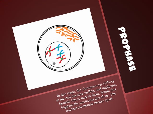 Mitosis Flipbook Powerpoint | PPTX