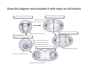 Mitosis | PPTX | Biological Sciences | Science