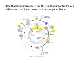 Mitosis | PPT