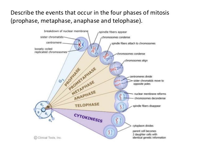 Mitosis