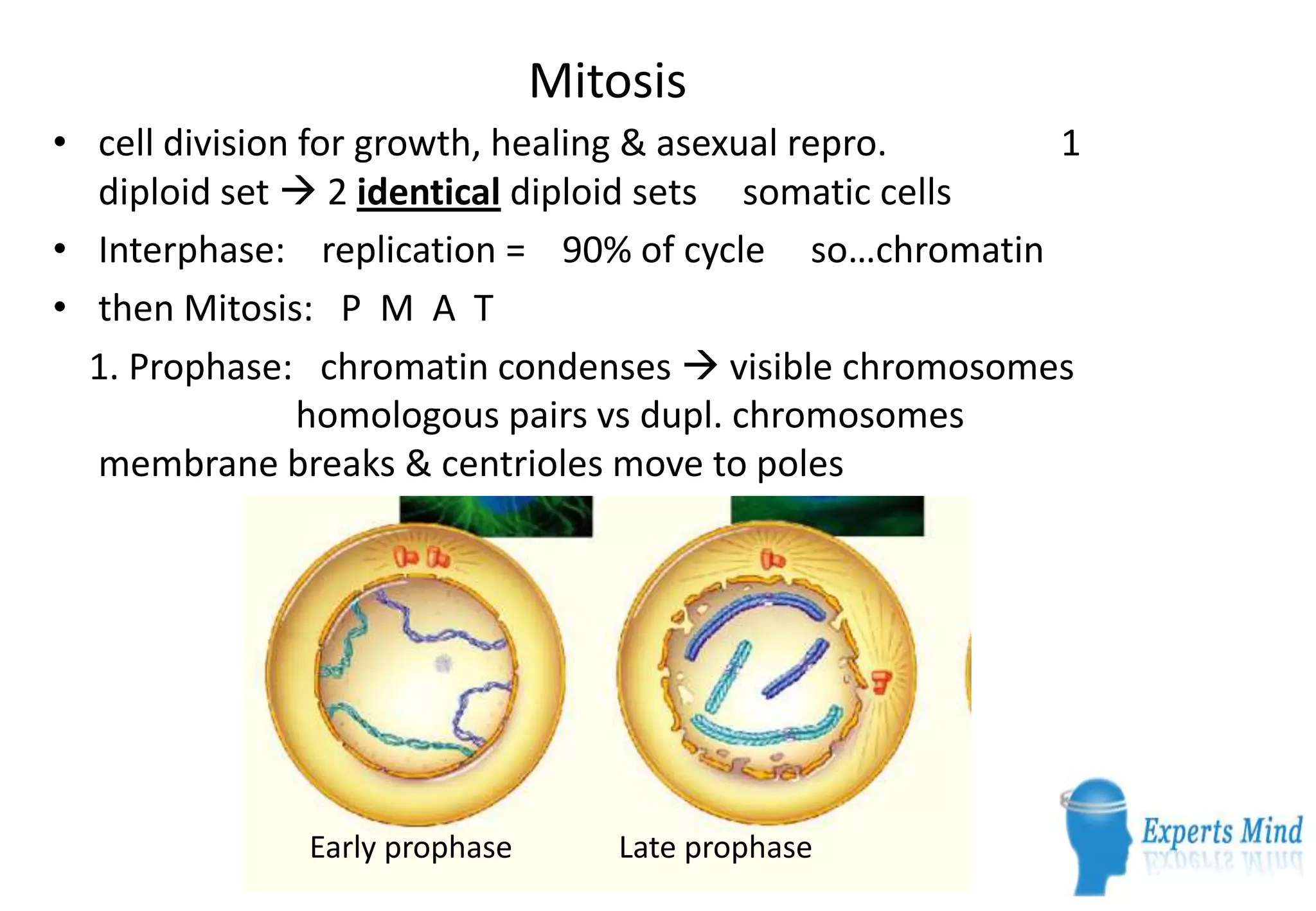 Mitosis | PPTX