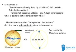 Mitosis | PPTX