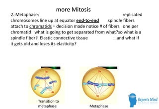 Mitosis | PPTX
