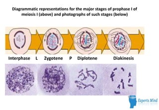 Mitosis | PPTX