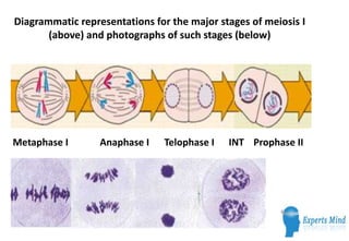 Mitosis | PPTX
