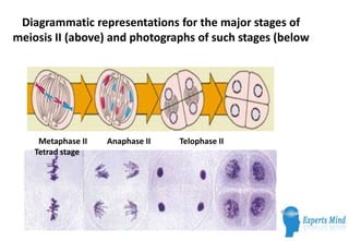 Mitosis | PPTX