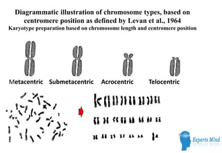 Mitosis | PPTX