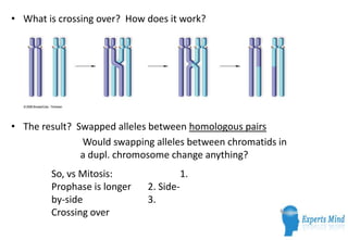 Mitosis | PPTX