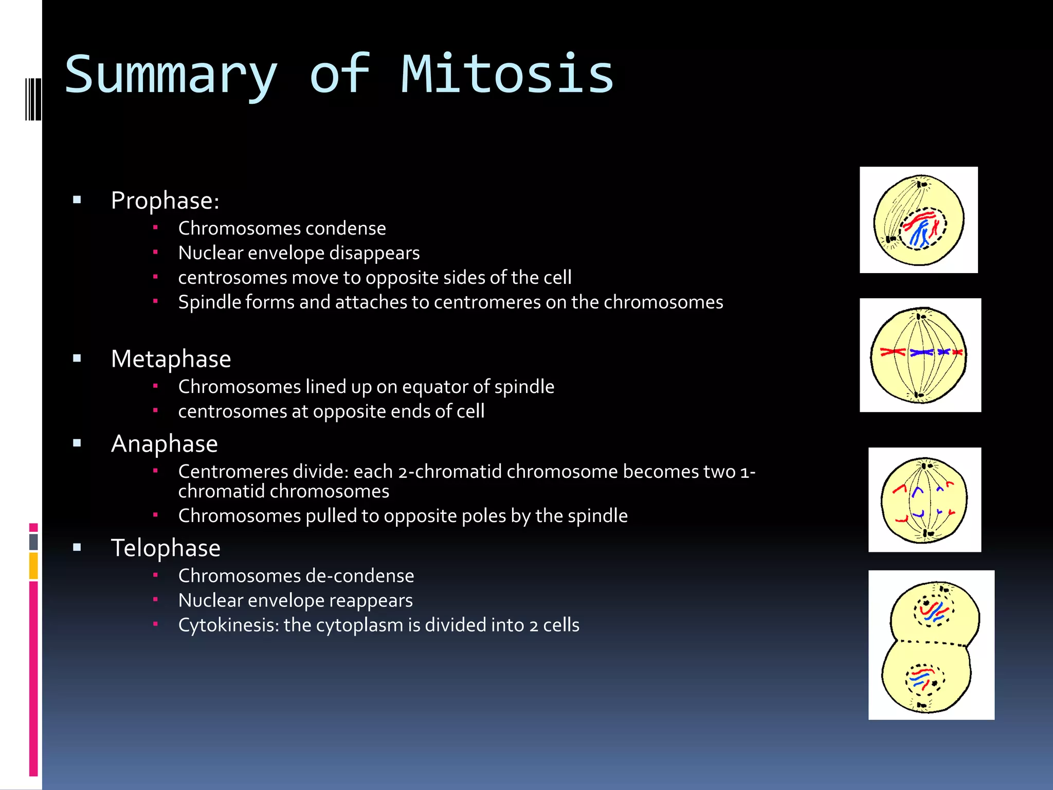 Mitosis | PPTX