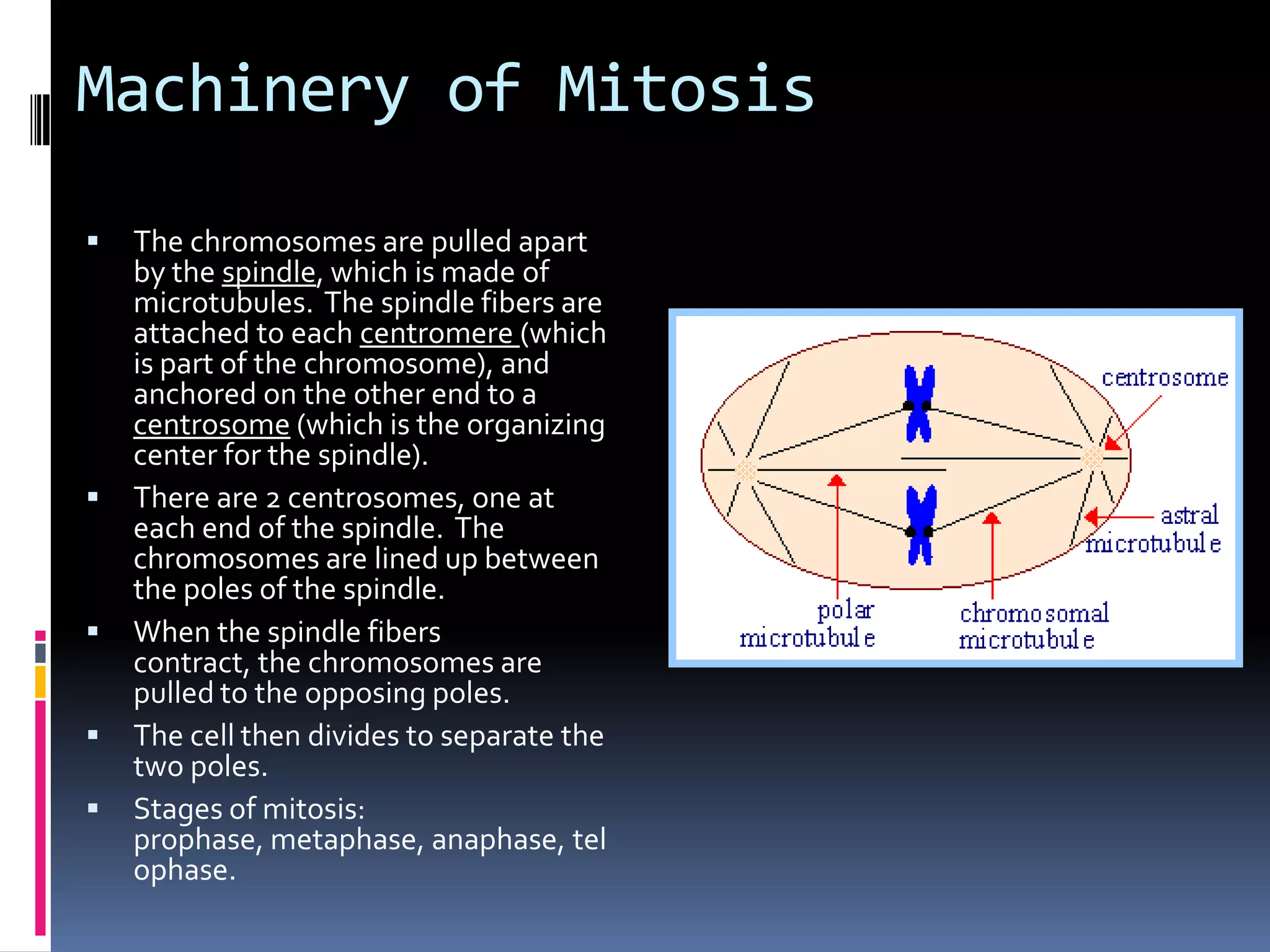 Mitosis | PPTX