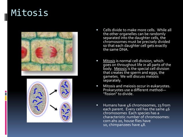 Mitosis | PPTX