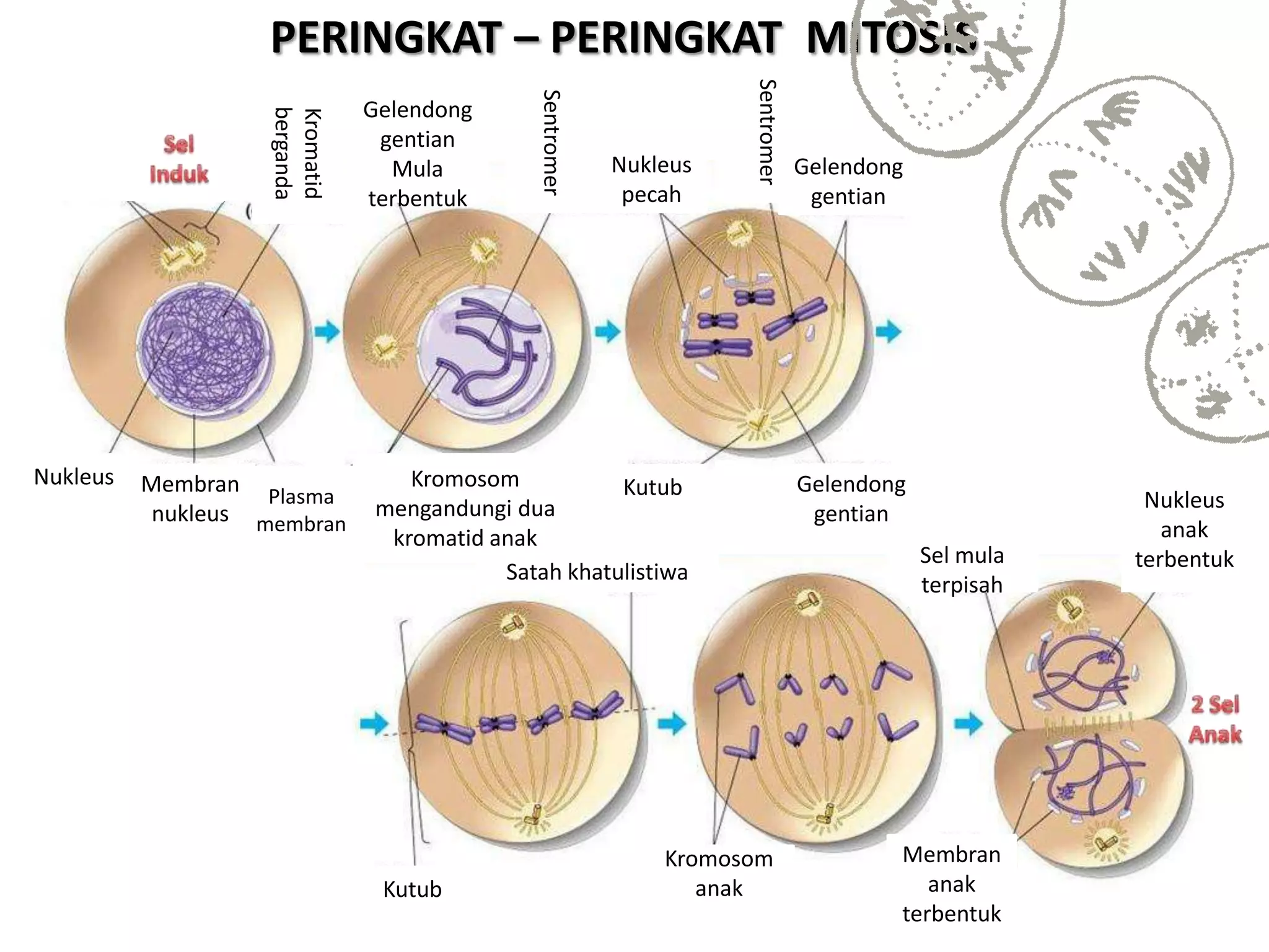 Mitosis | PPTX