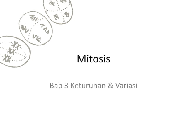 Mitosis | PPTX