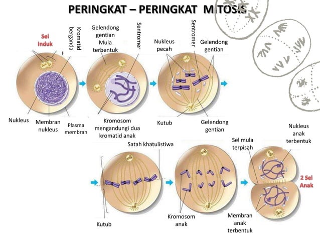 Mitosis | PPTX