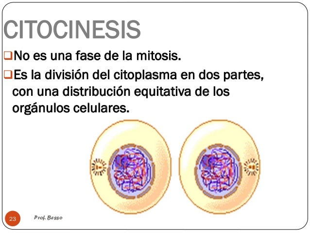 Mitosis